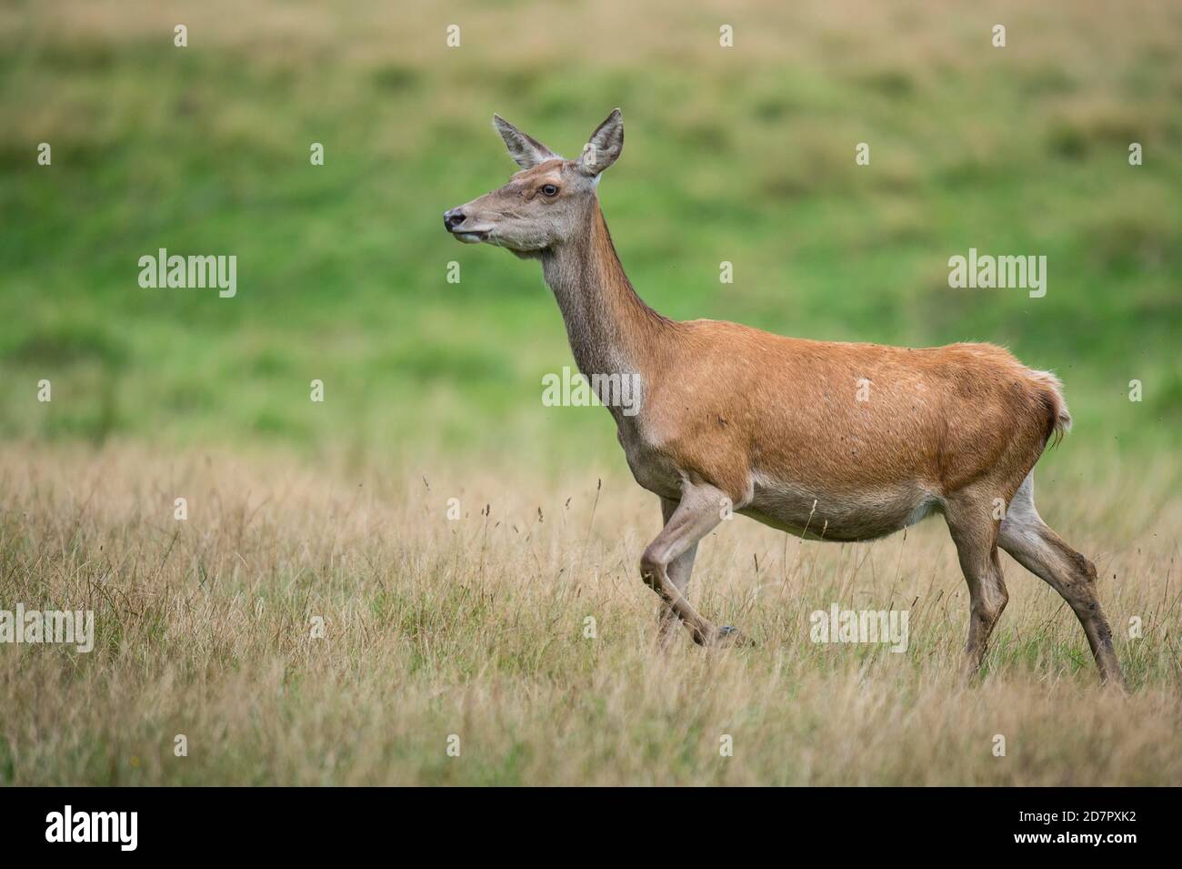 Alto-animal of the red deer ( Cervus elaphus) steps onto the clearing ...