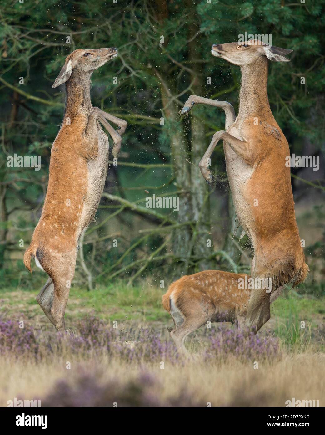 Alt animals in dispute of the red deer ( Cervus elaphus) in blooming ...