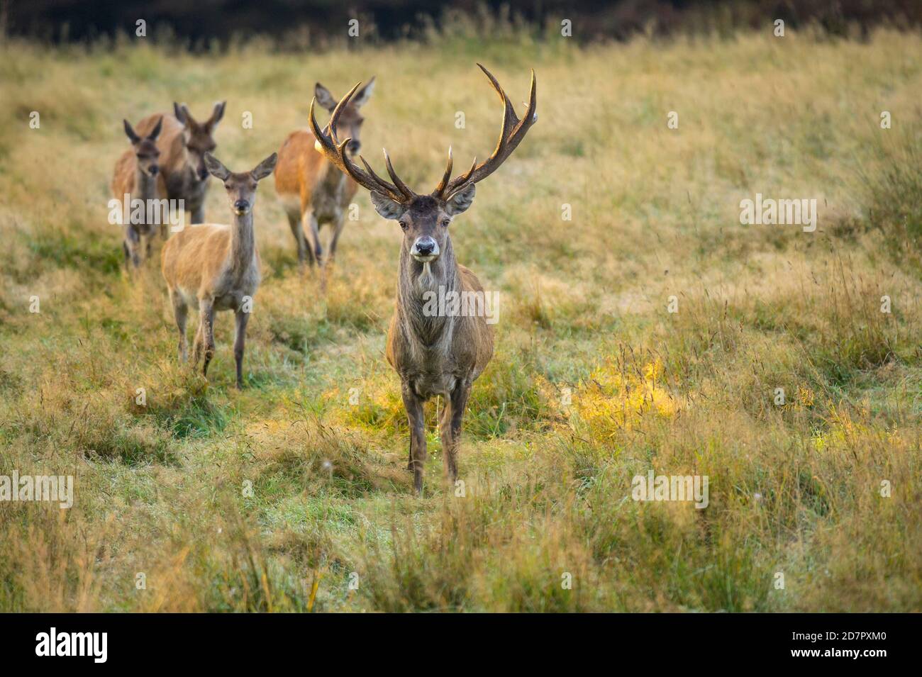 Red deer ( Cervus elaphus) with a pack of bald deer in the rut, Puttbus ...