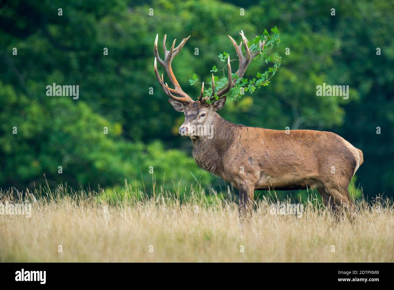 Red deer ( Cervus elaphus) with branch in antlers in the rut ...