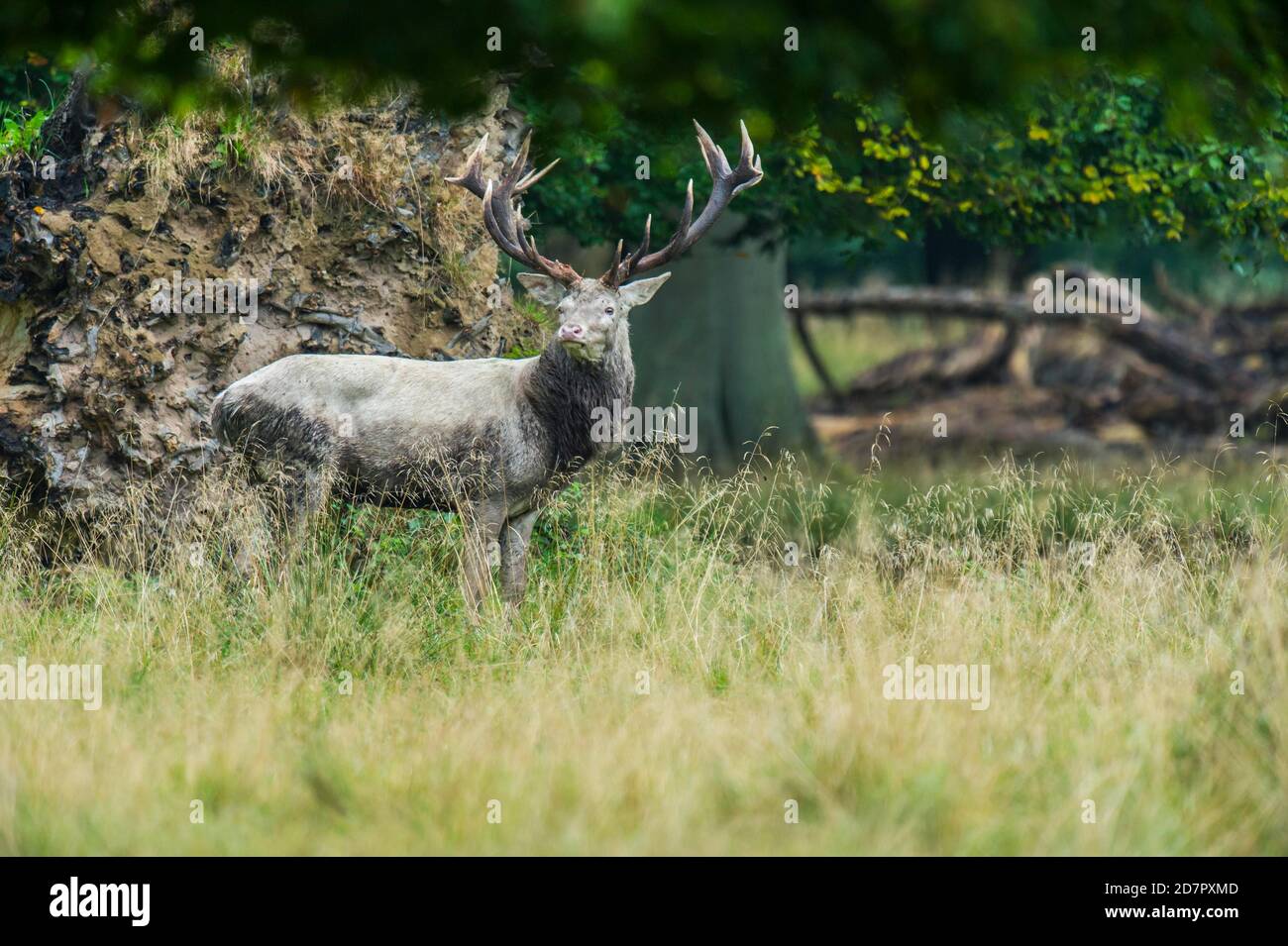 Strong white red deer ( Cervus elaphus) in rut, Klamptenborg ...