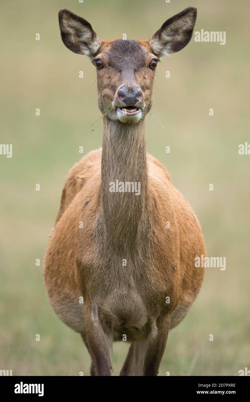 Alto-animal of the red deer ( Cervus elaphus) Portrait, Klamptenborg ...