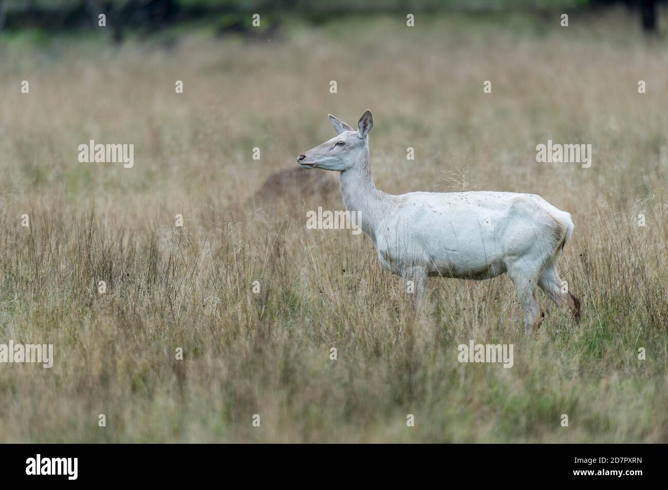 White shellfish of the red deer ( Cervus elaphus) Klamptenborg ...