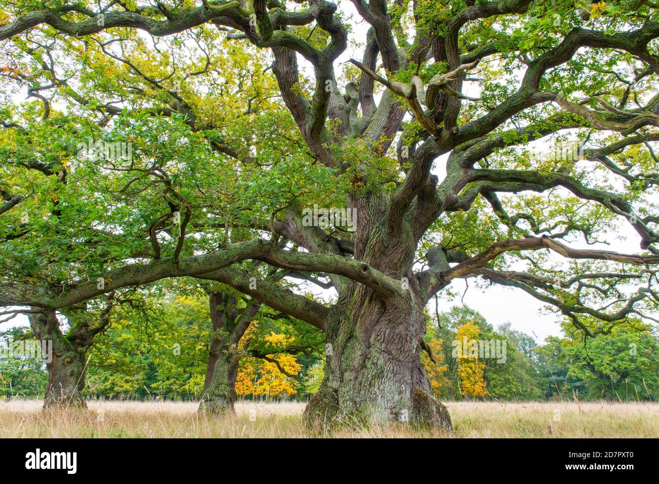 Old Oaks ( Quercus) with mighty trunk in autumn, tree, Klamptenborg ...
