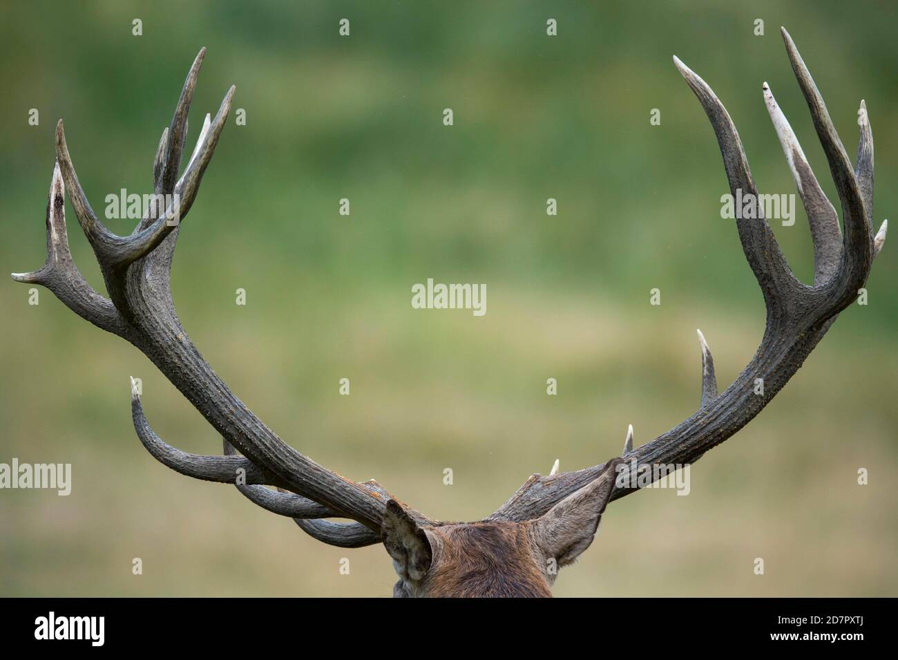 Strong antlers of a red deer ( Cervus elaphus) Klamptenborg, Copenhagen ...