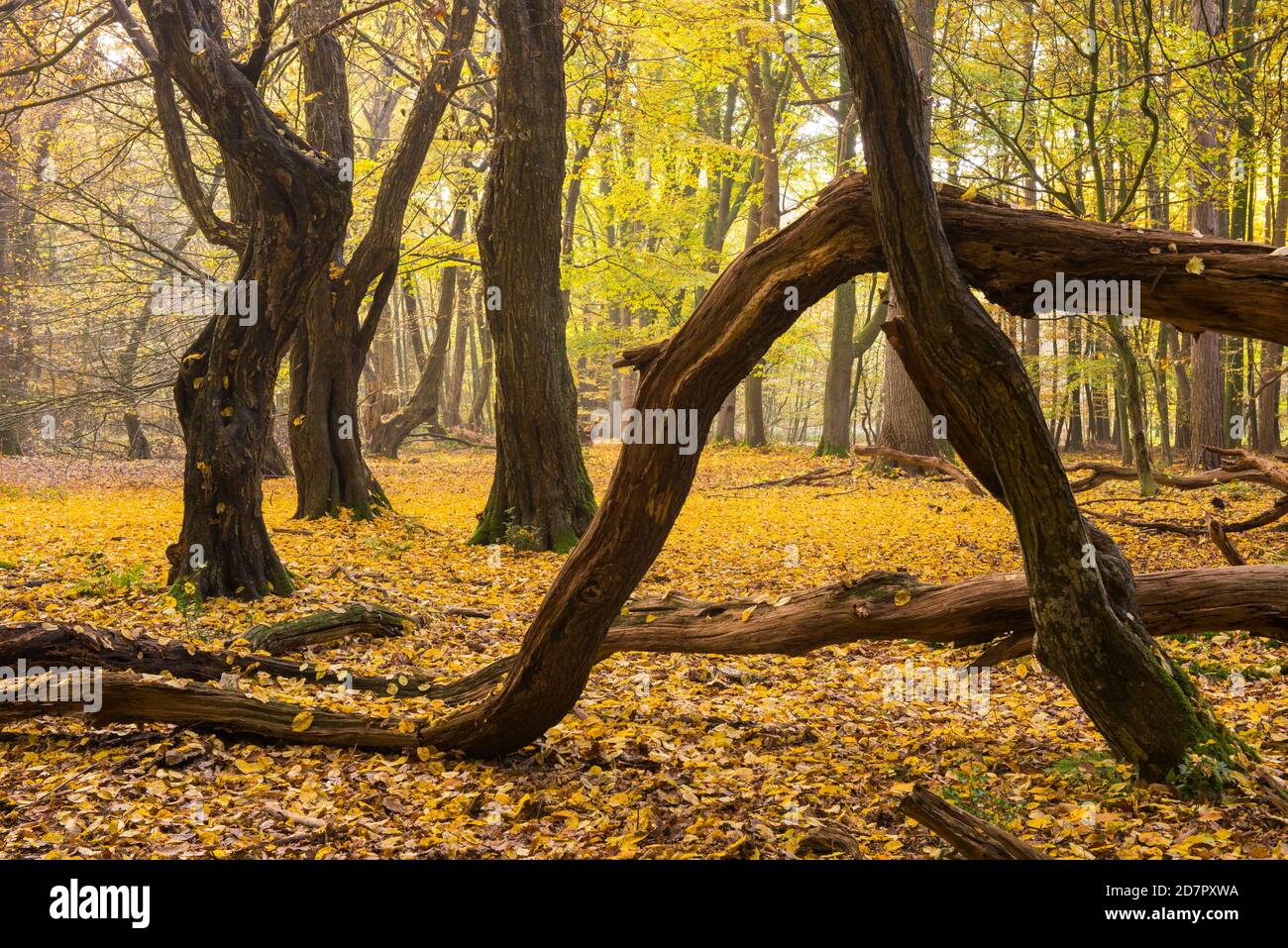 Autumn in the jungle Baumweg, forest, hut forest, tree, beech( Fagus ...