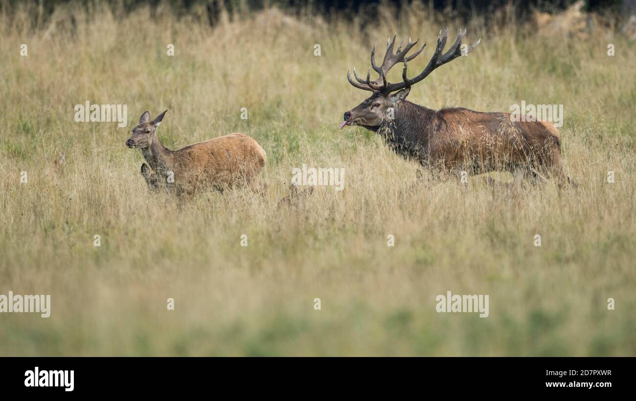 Red deer ( Cervus elaphus) drives old animal in the rut, Klamptenborg ...