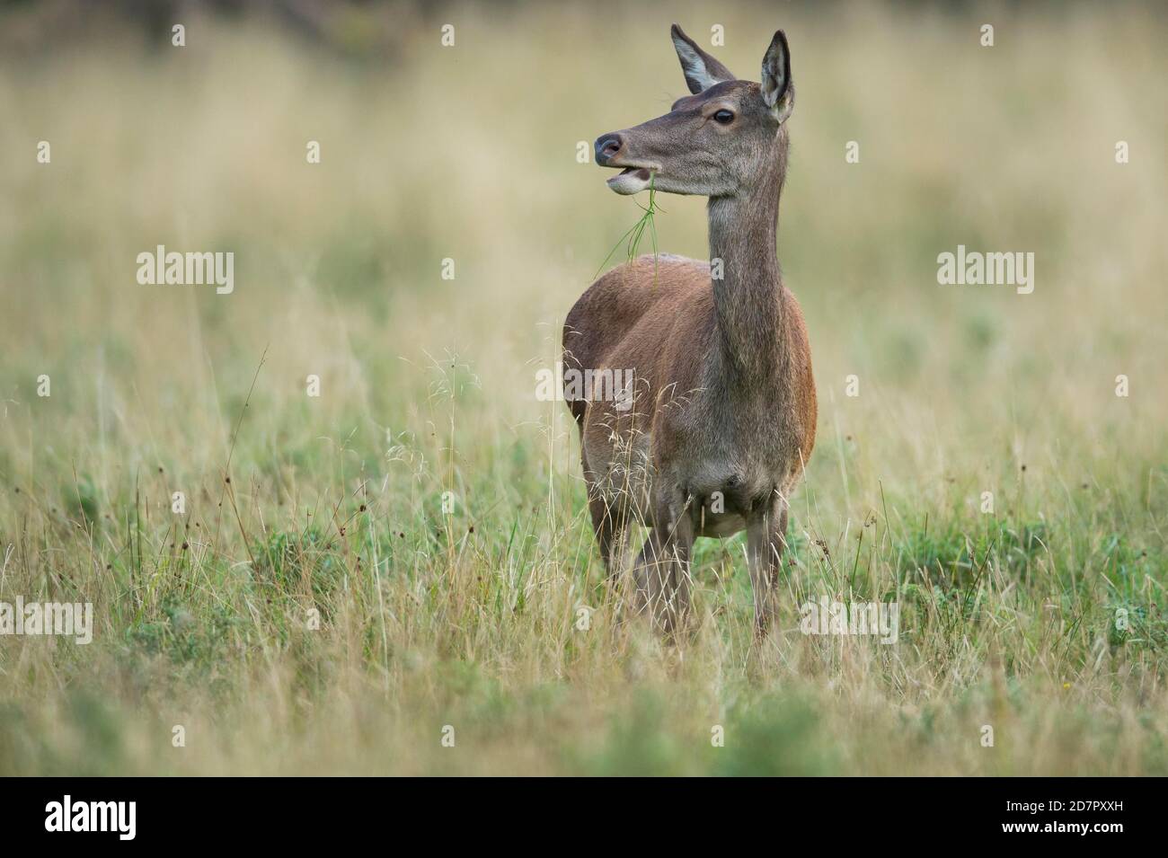 Alto-animal of the red deer ( Cervus elaphus) female, Klamptenborg ...