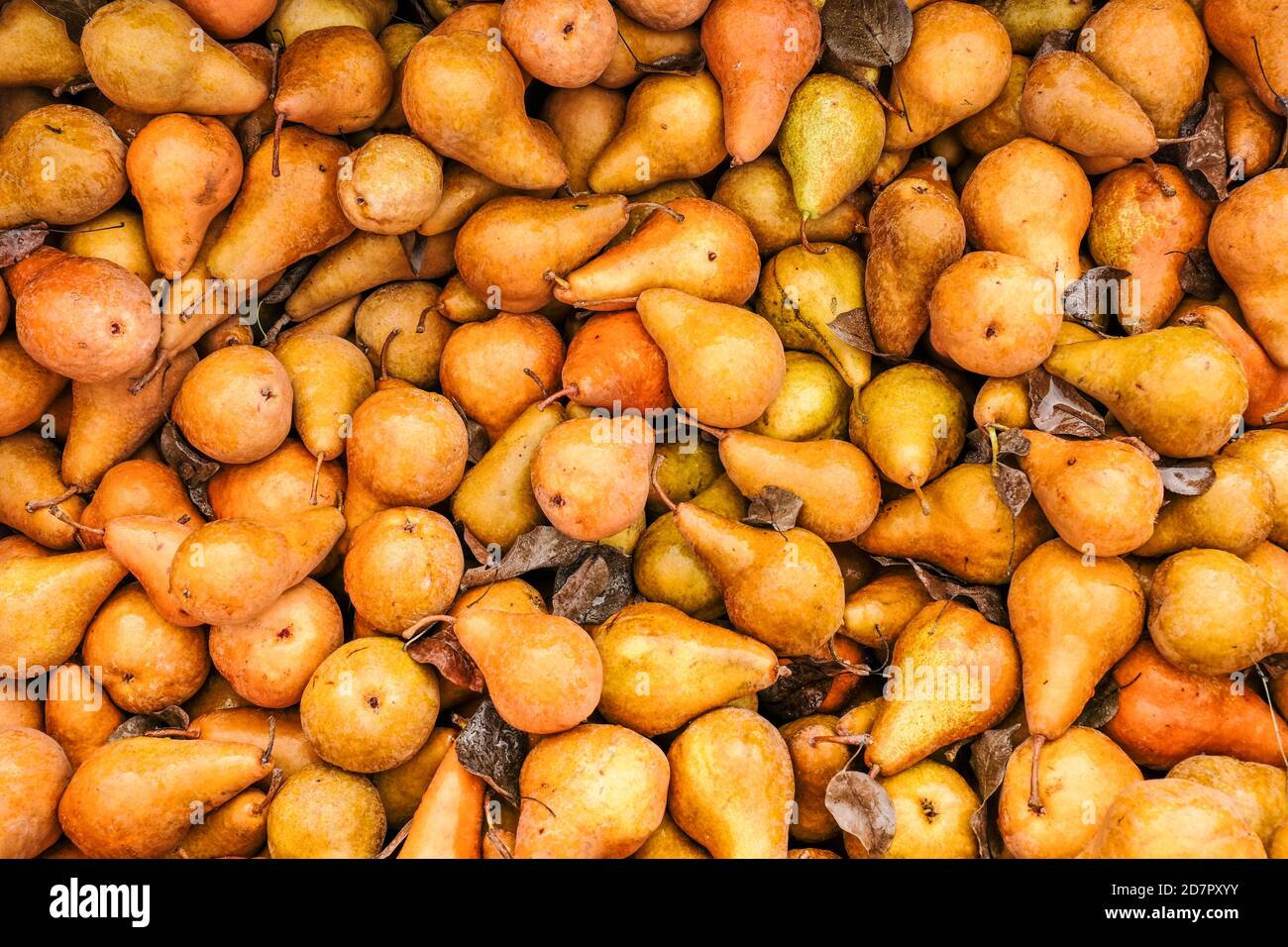 Close up view of Kaiser Golden Pears at a Roadside Fruitstand Stock ...