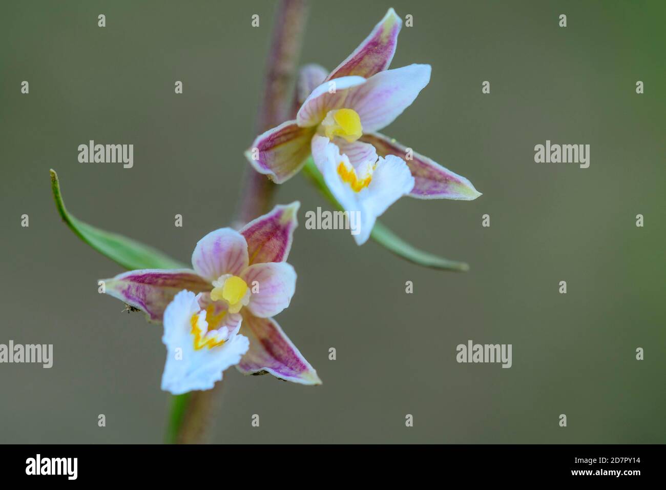 Marsh helleborine epipactis palustris in bloom hi-res stock photography ...