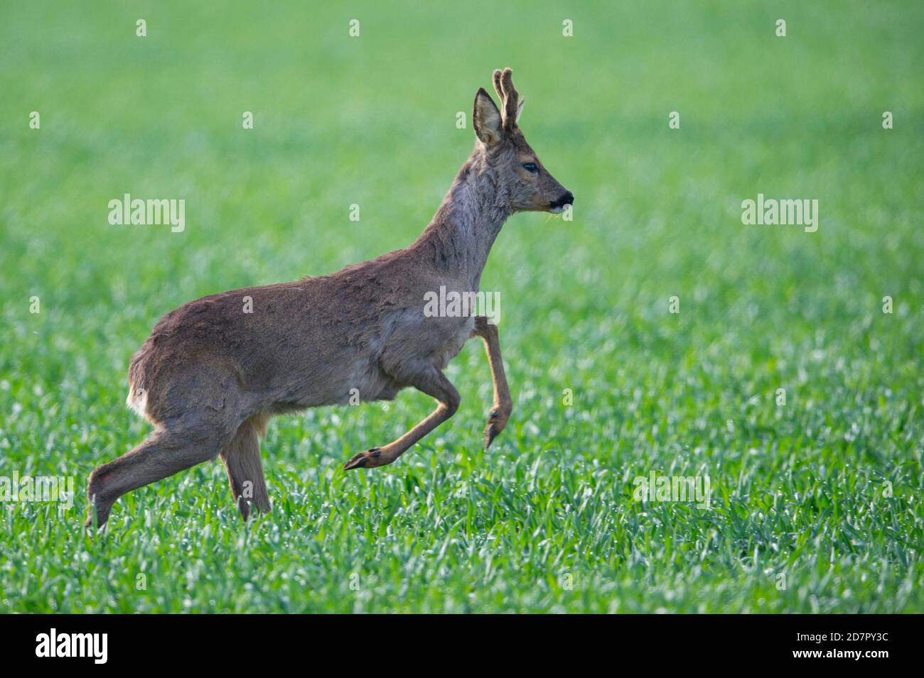 Current European roe deer ( Capreolus capreolus) bock, Oldenburger ...