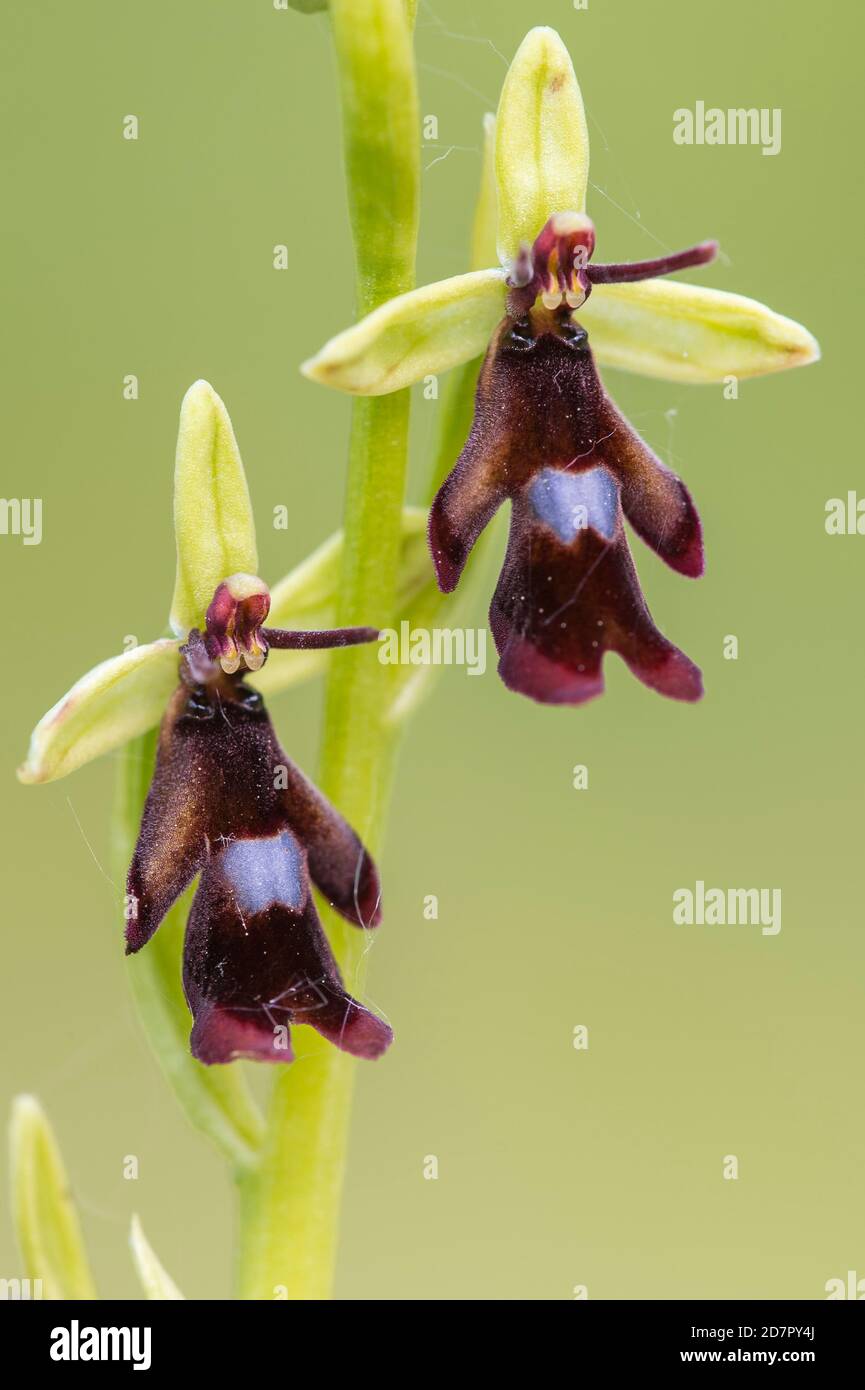 Fly orchid ophrys insectifera in bloom hi-res stock photography and ...