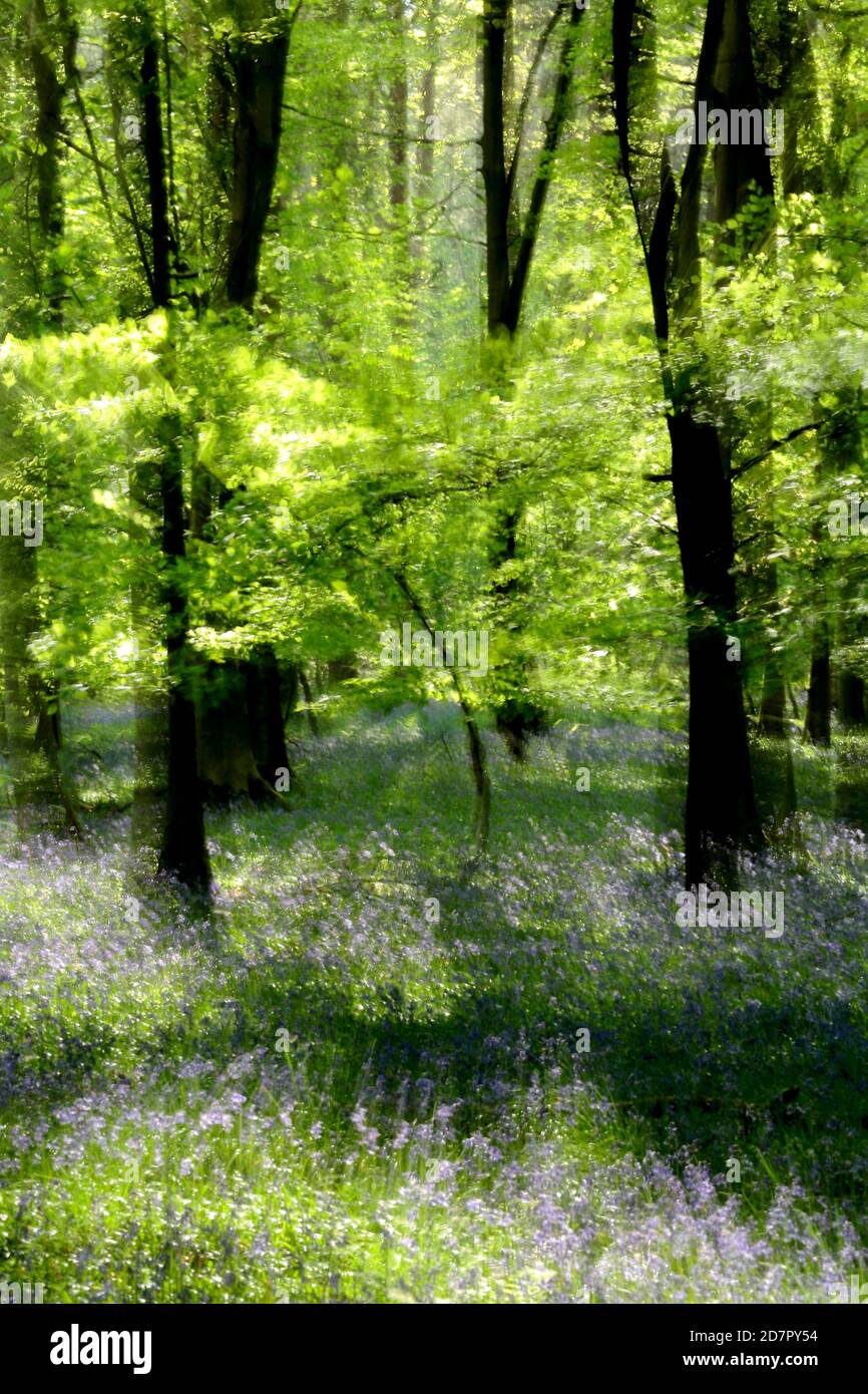 Two trees Broadway Cotswolds Gloucestershire Stock Photo - Alamy