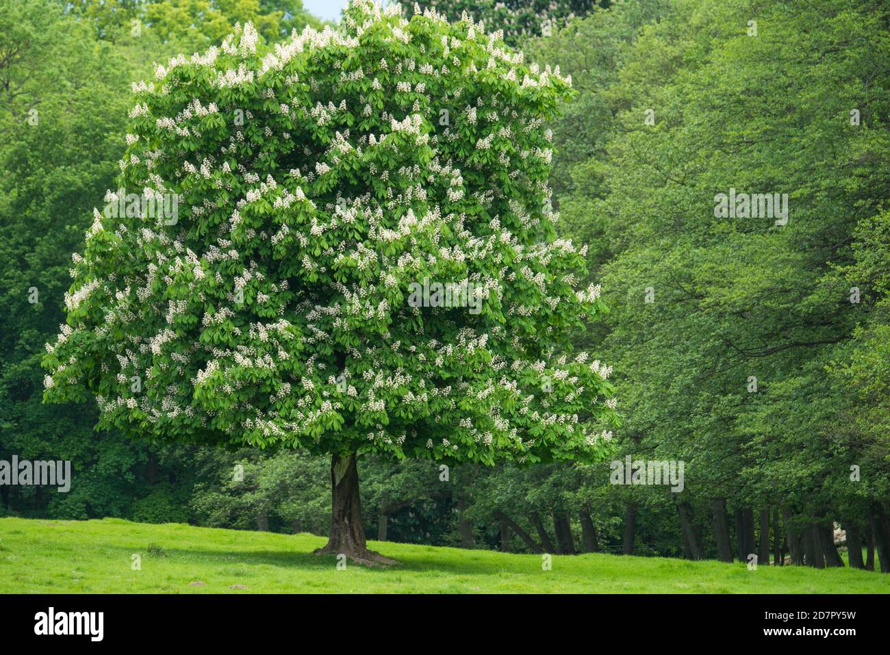 Flowering chestnut in the castle park in Putbus, tree, Ruegen, Baltic ...
