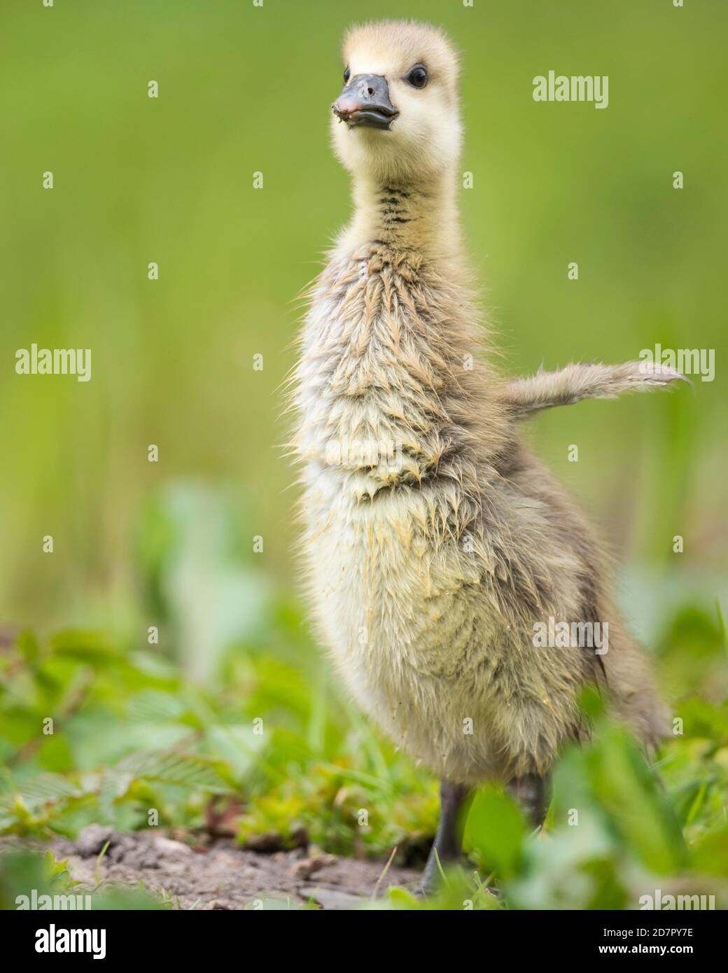 Gosling of a Greylag goose ( anser anser) Chick, cute, Hannover, Lower ...
