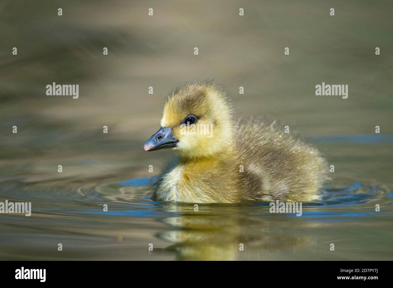 Gosling of a Greylag goose ( anser anser) Chick, cute, Hannover, Lower ...