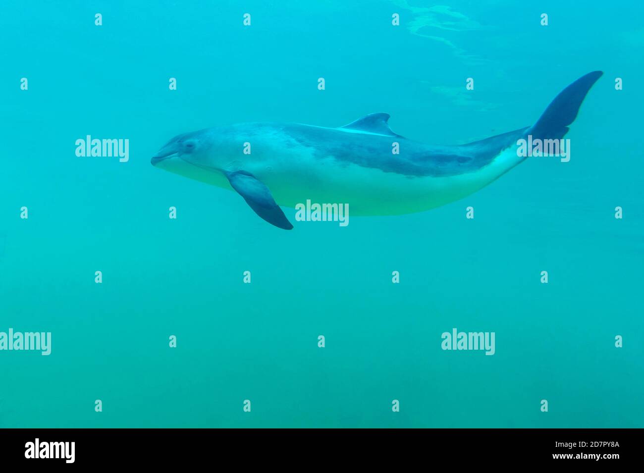 Porpoise ( Phocoenidae) floating under water, De Koog, Texel ...