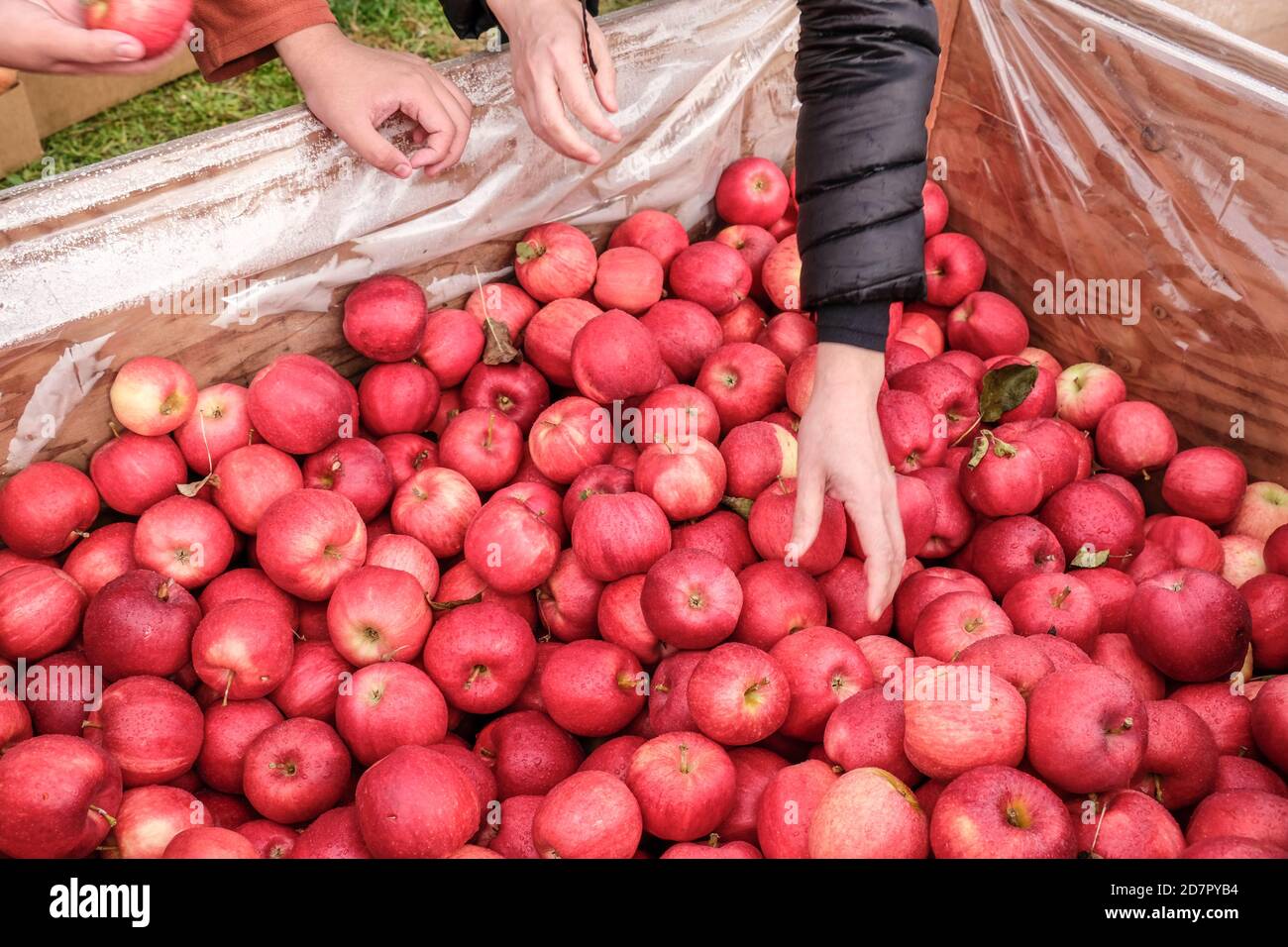 Woman picking up freshly picked gala apples at roadside fruit stand ...