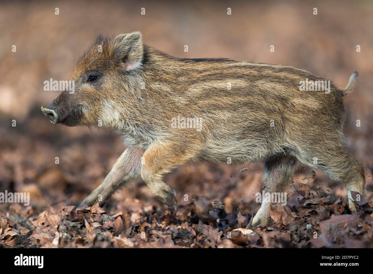 Wild boar ( Sus scrofa) running youngster, Teutoburg Forest, Lower ...