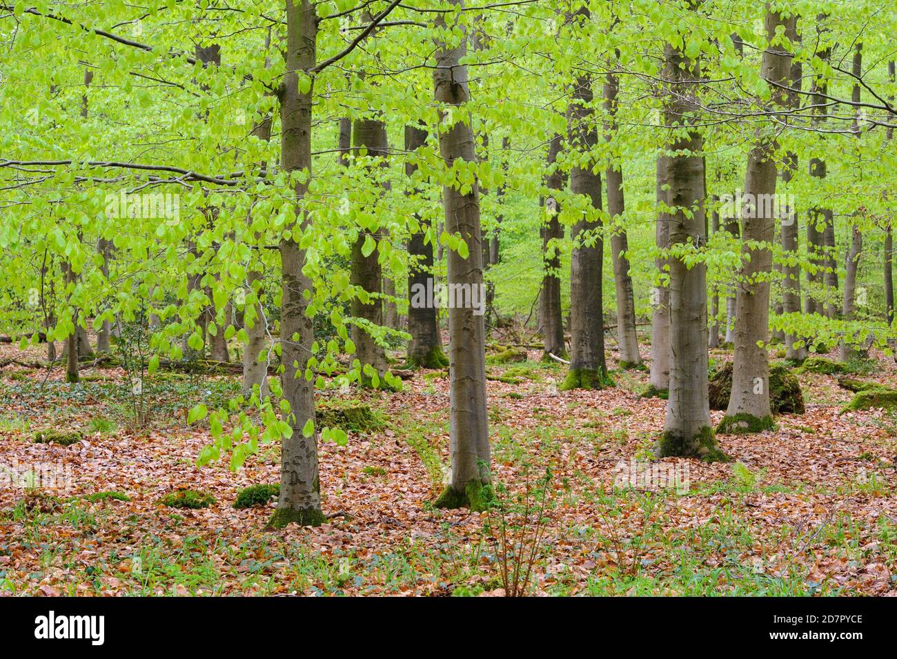 Beech forest ( Fagus sylvatica) with fresh leaves, Herrenholz, Lutten ...