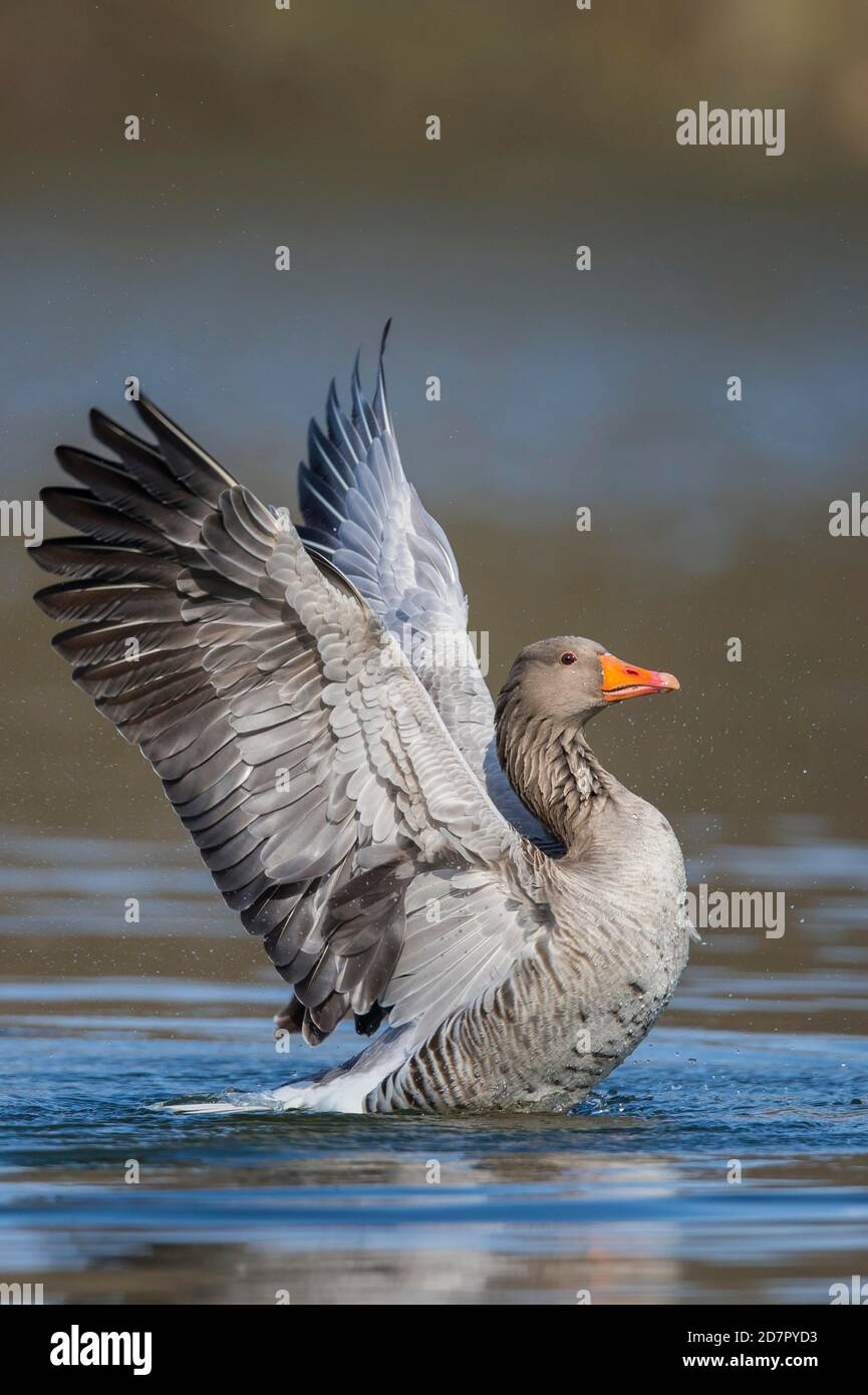 Greylag goose ( anser anser) beats with the wings, plumage care ...