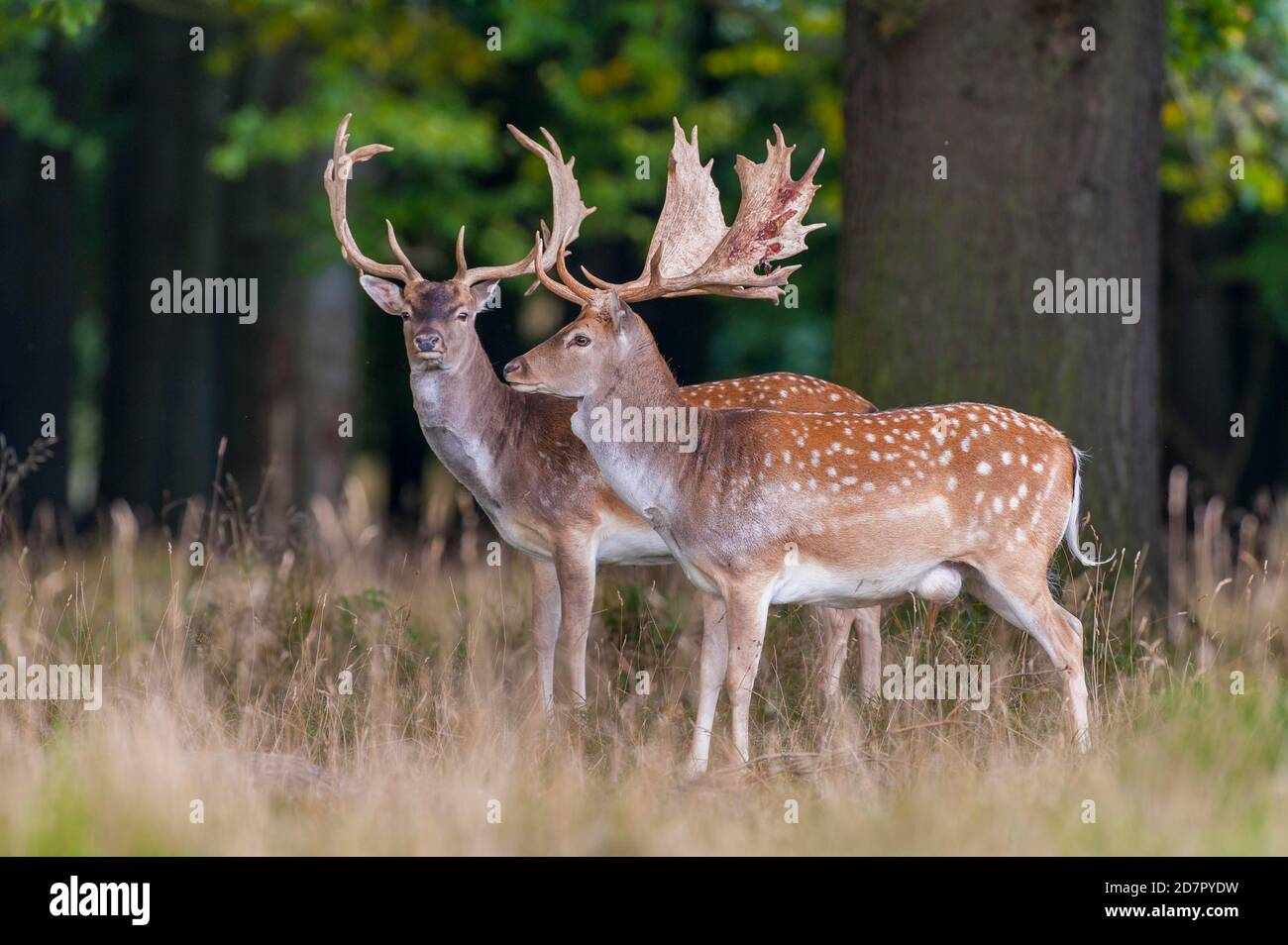 Two shovelers of the Fallow deer ( dama dama) Copenhagen, Denmark Stock ...