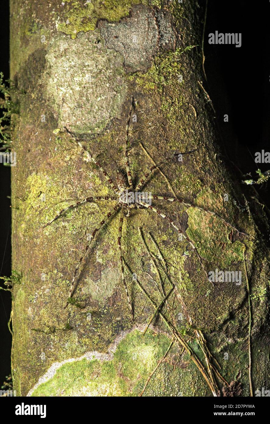 Huntsman spider (Pandercetes) (Sparassoidea), Danum Valley Conservation ...