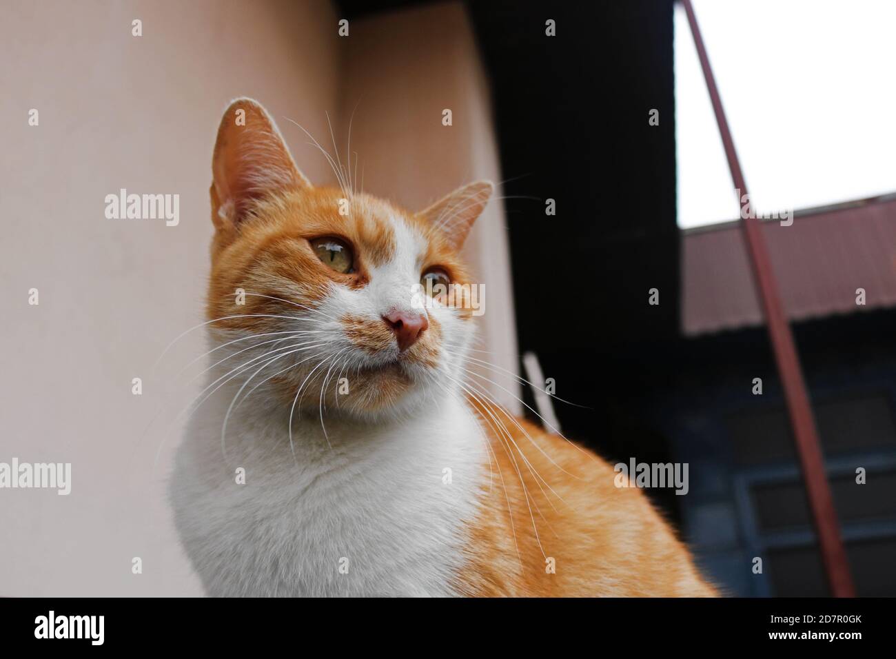 Ginger cat sitting and looking proud and focused Stock Photo - Alamy