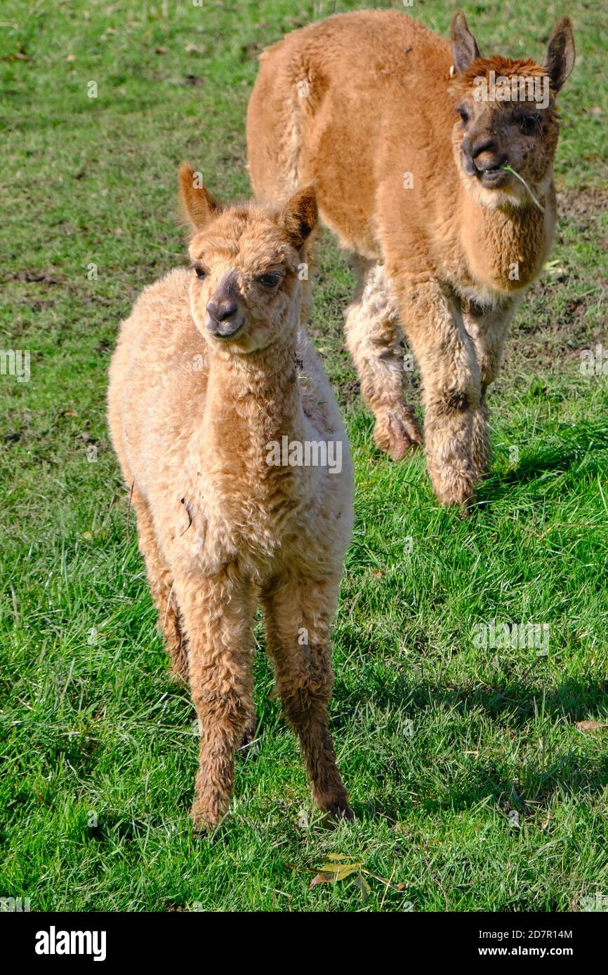 Close-up of a cute baby alpaca. An adult alpaca in the meadow and ...