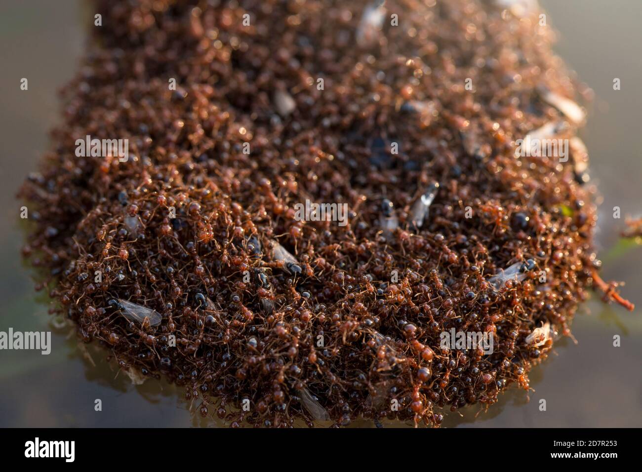 Pile of Floating Ants in a Flood Stock Photo - Alamy
