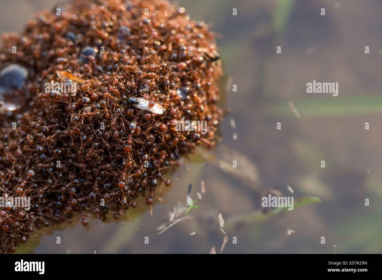 Pile of Floating Ants in a Flood Stock Photo - Alamy