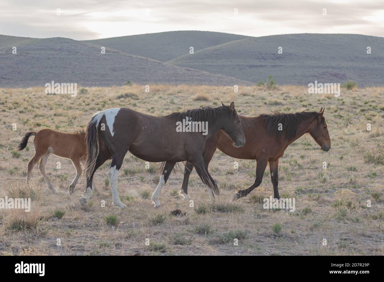 Wild Horses in the Utah Desert Stock Photo - Alamy