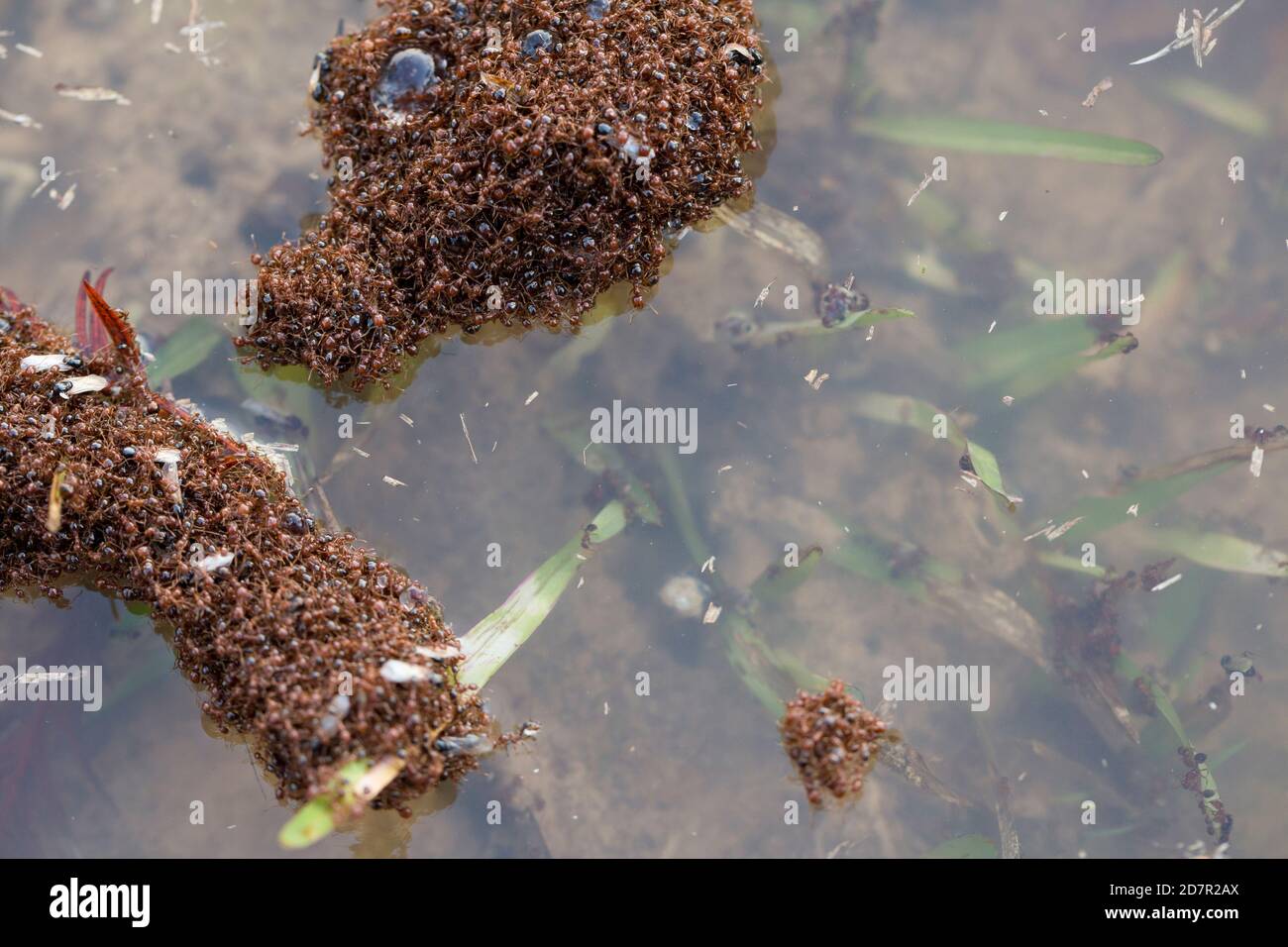 Pile of Floating Ants in a Flood Stock Photo - Alamy