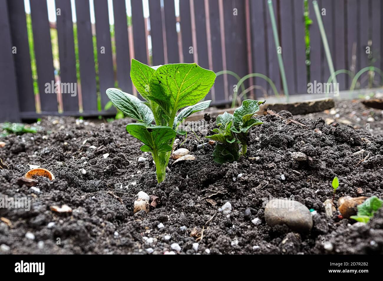 Young potato plants hi-res stock photography and images - Alamy