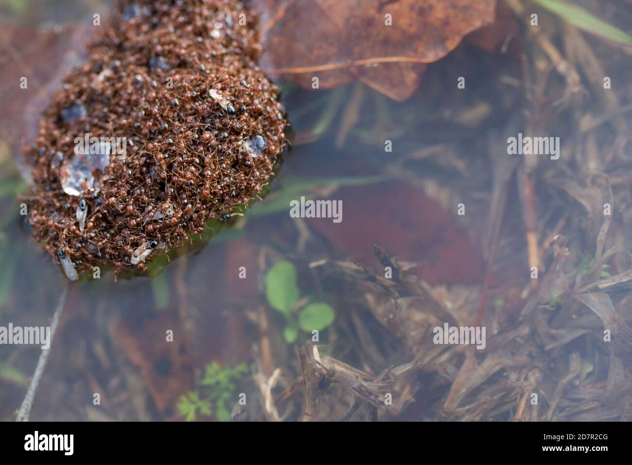 Pile of Floating Ants in a Flood Stock Photo - Alamy
