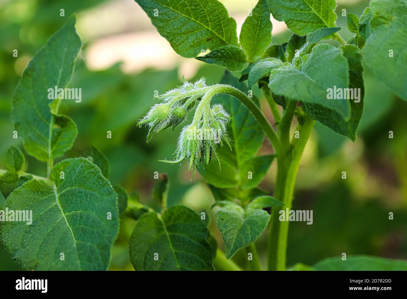 Macro of potato flower buds between leaves Stock Photo - Alamy