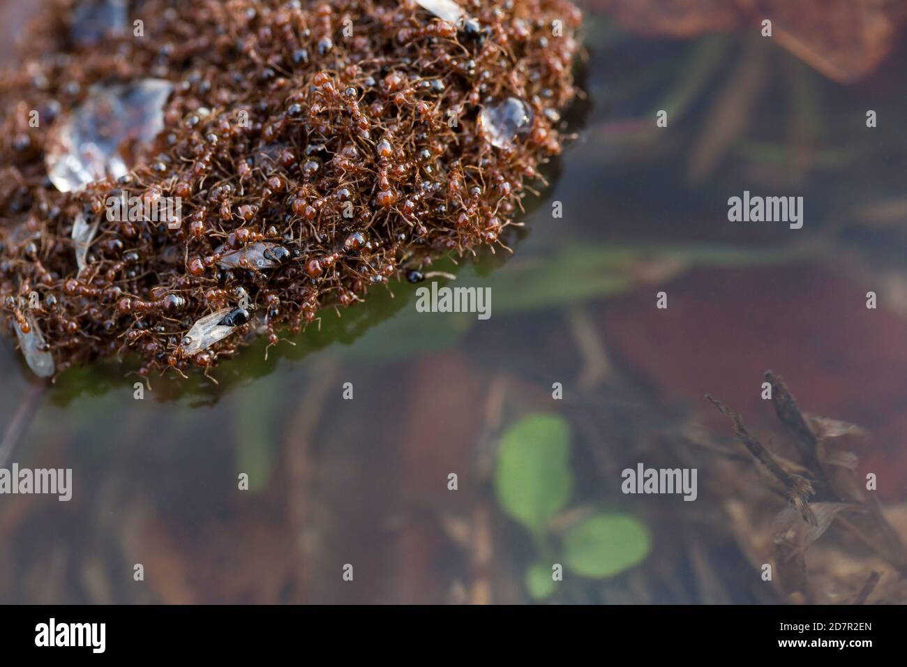 Pile of Floating Ants in a Flood Stock Photo - Alamy