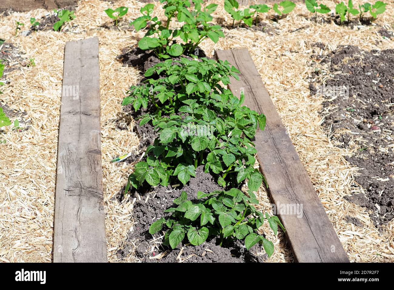 Hilled potatoes hi-res stock photography and images - Alamy