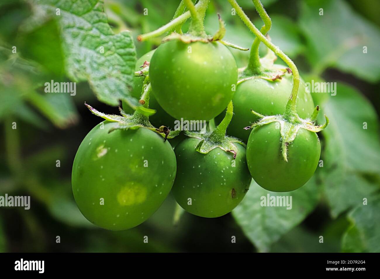 Potato berries hi-res stock photography and images - Alamy