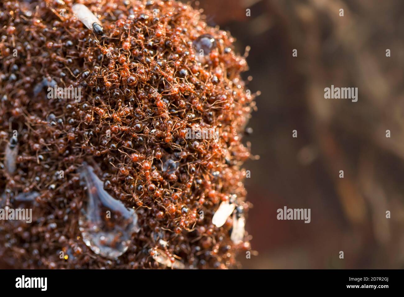 Pile of Floating Ants in a Flood Stock Photo - Alamy