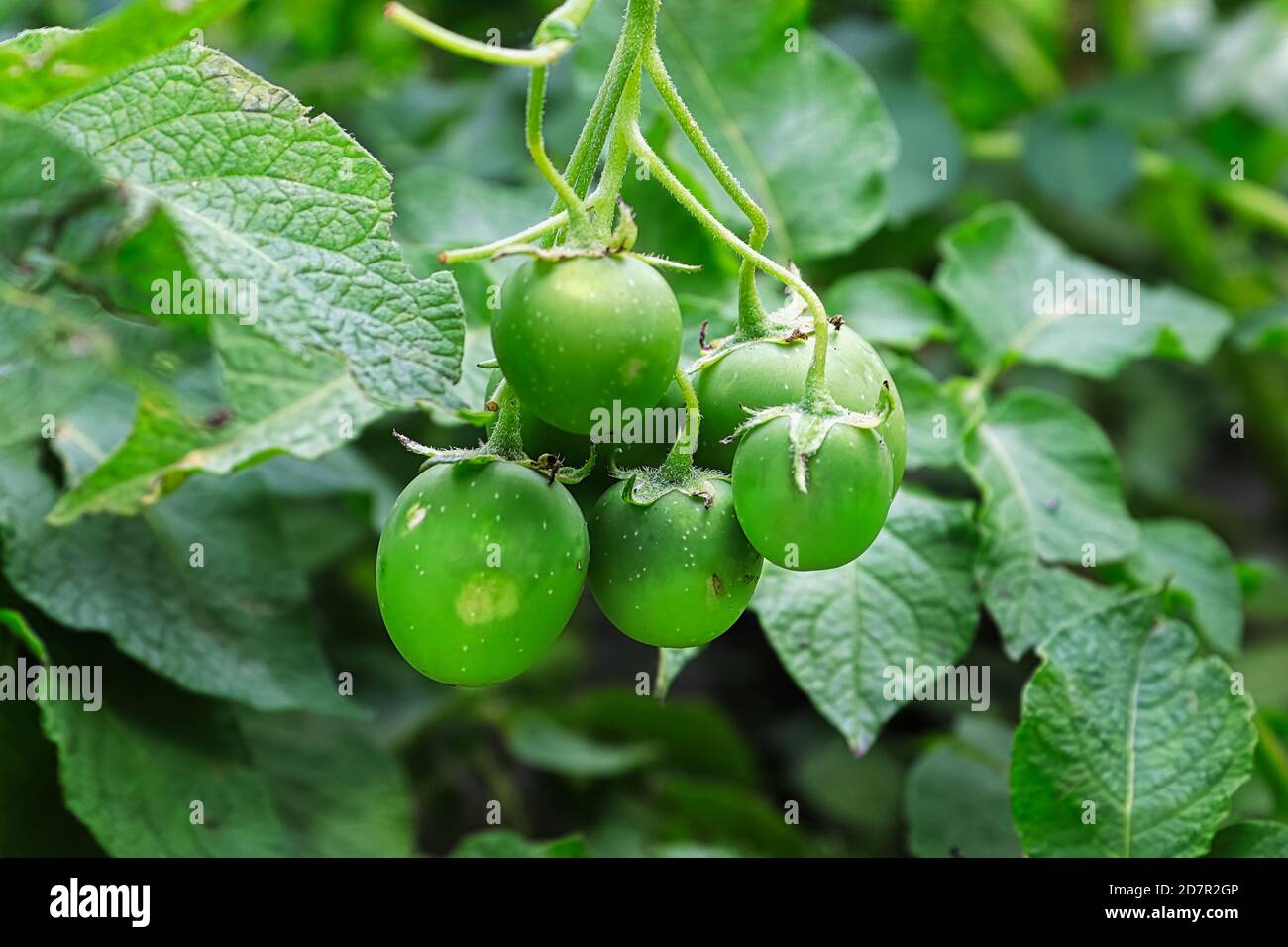 A cluster of potato seed pods hanging on a plant Stock Photo - Alamy