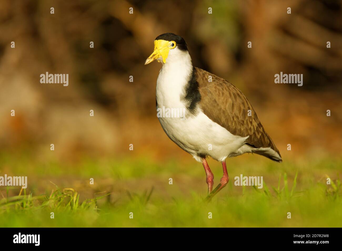Vanellus miles - Masked Lapwing, wader from Australia and New Zealand ...