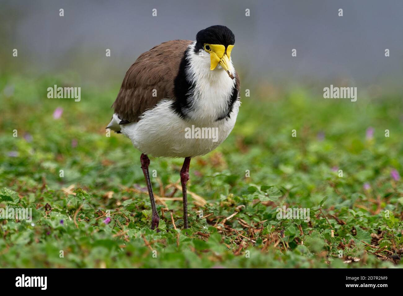 Masked lapwing eye hi-res stock photography and images - Alamy