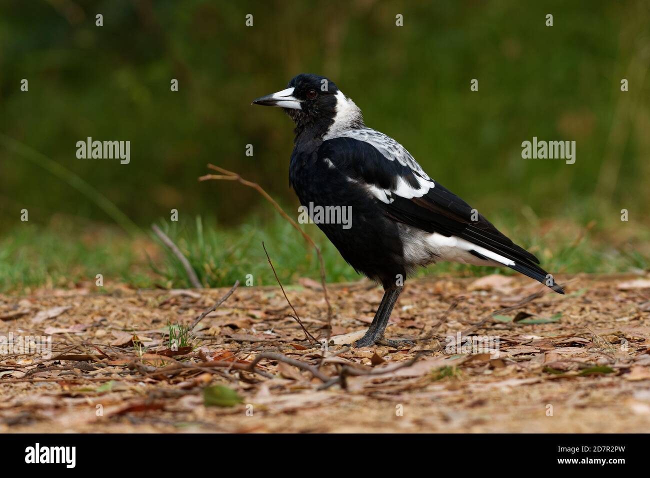 Australian Magpie - Gymnorhina tibicen in Australia, New Zealand ...