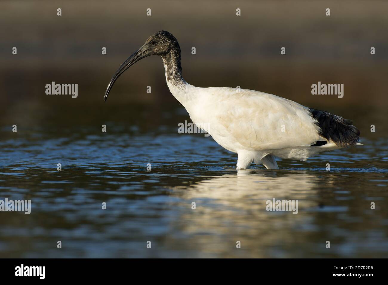 Australian white ibis threskiornis moluccus hi-res stock photography ...