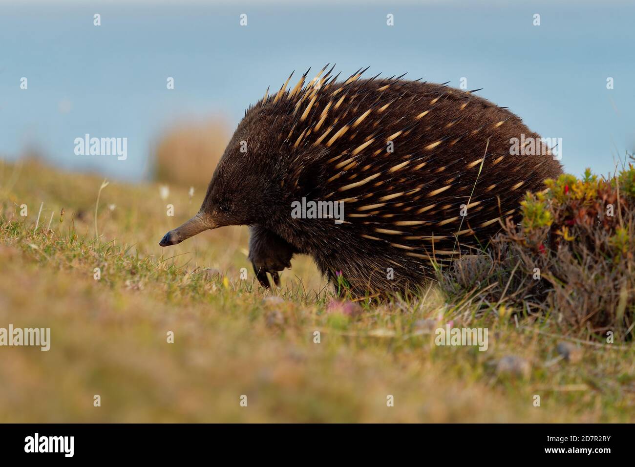 Tachyglossus aculeatus - Short-beaked Echidna in the Australian bush ...