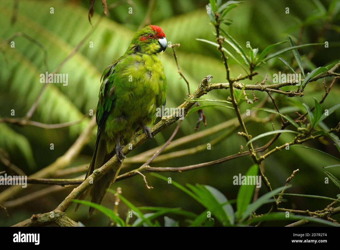 Red-fronted Parakeet - kakariki - Cyanoramphus novaezelandiae endemic ...