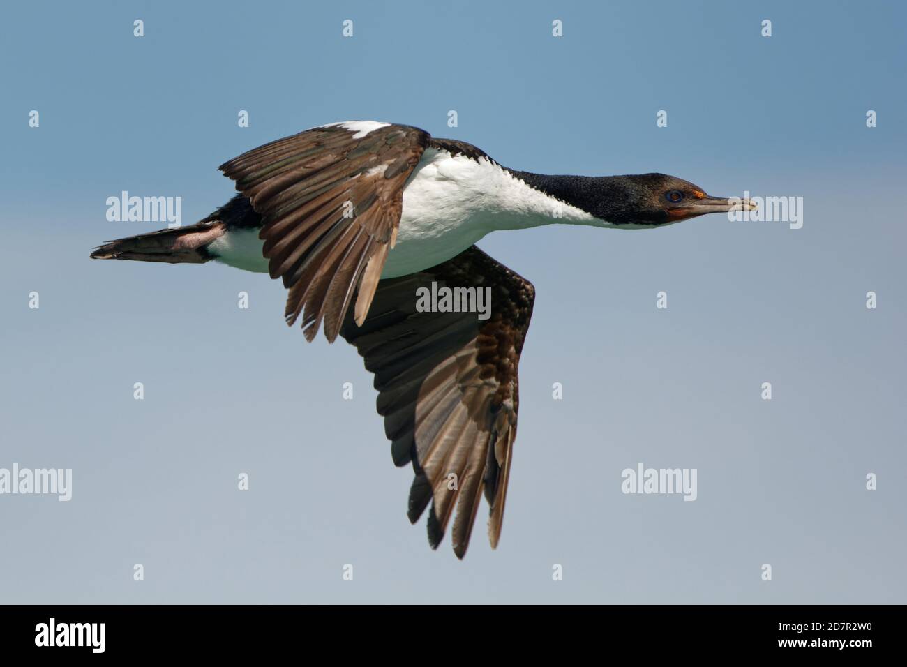 Bronze Shag (Phalacrocorax chalconotus), also Stewart Island Shag or ...
