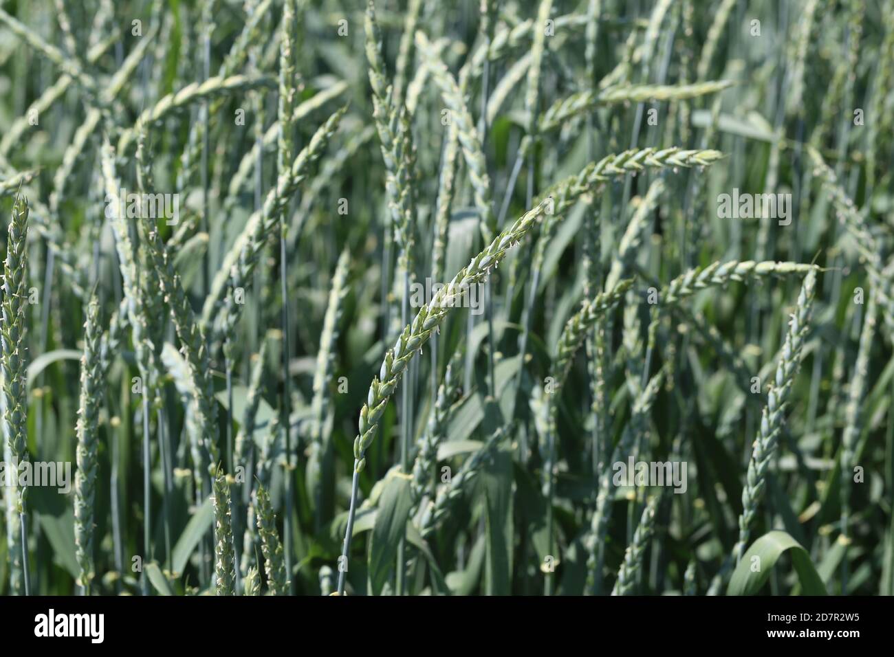 Plant tillers hi-res stock photography and images - Alamy