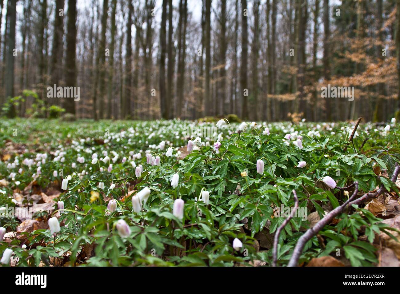 Beautiful field of wood anemone flowers in the forest Stock Photo - Alamy